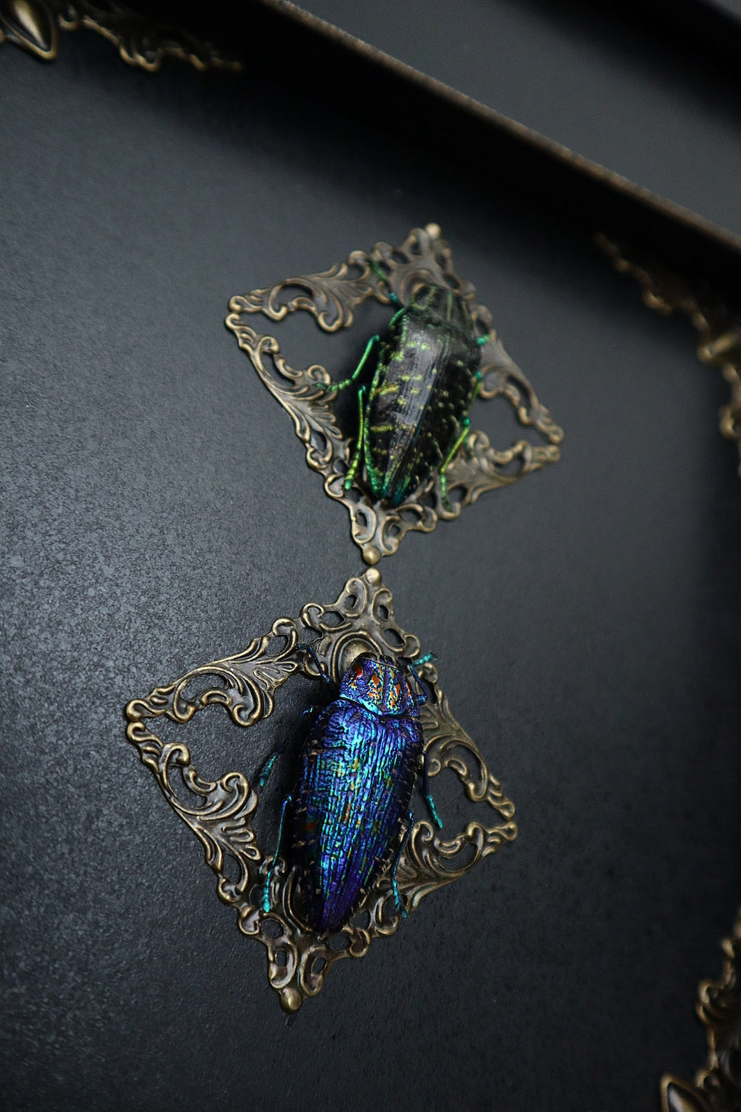 Dear Afterlife | Taxidermy | Dark Victorian Oddities | Gothic Gifts