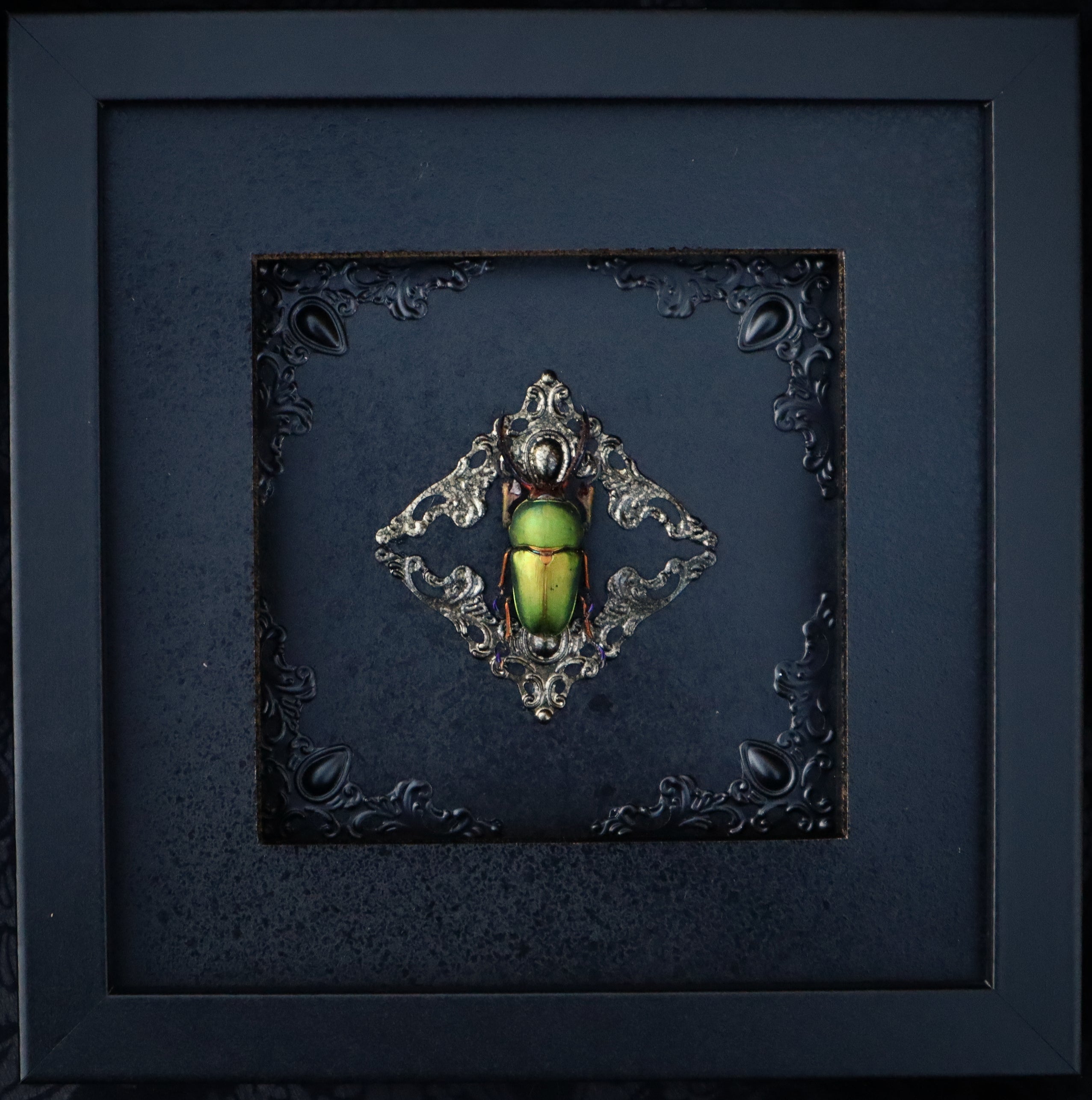 Dear Afterlife | Taxidermy | Dark Victorian Oddities | Gothic Gifts