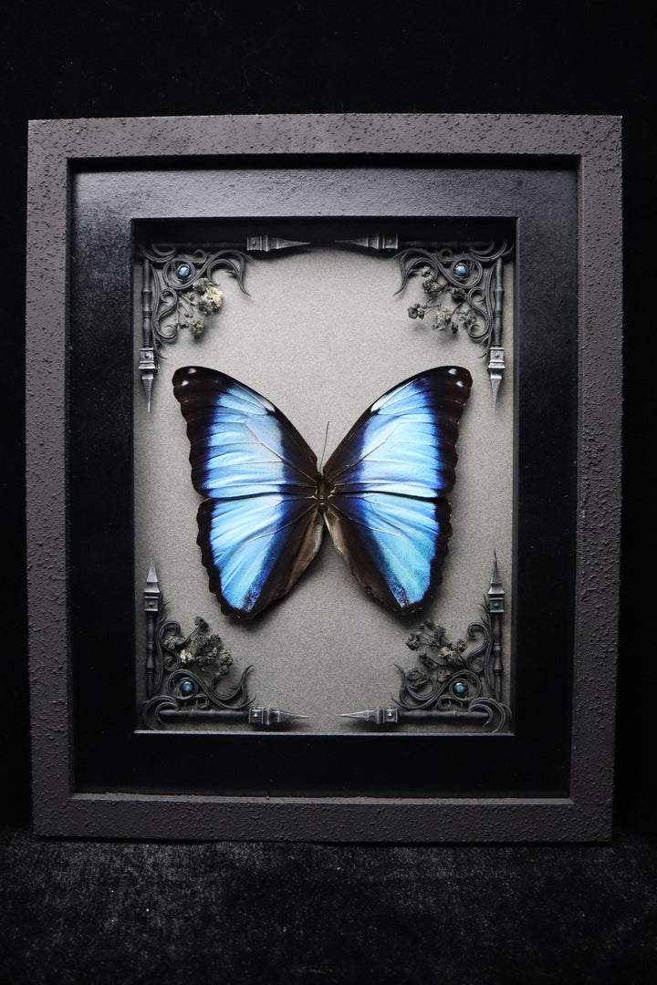 Dear Afterlife | Taxidermy | Dark Victorian Oddities | Gothic Gifts